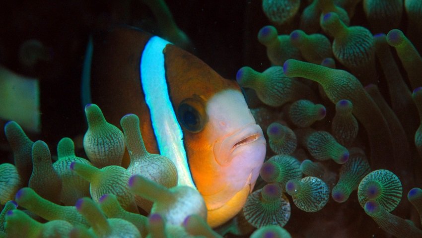 Nemo’s Cousins Have a Way of Finding Him | BISI | University of Maryland